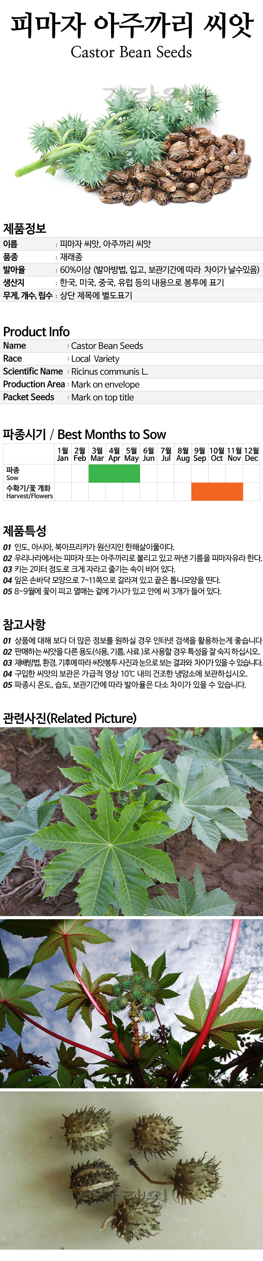 피마자 씨앗 아주까리 종자 피마자씨 아주까리씨 30알씨앗판매 쇼핑몰