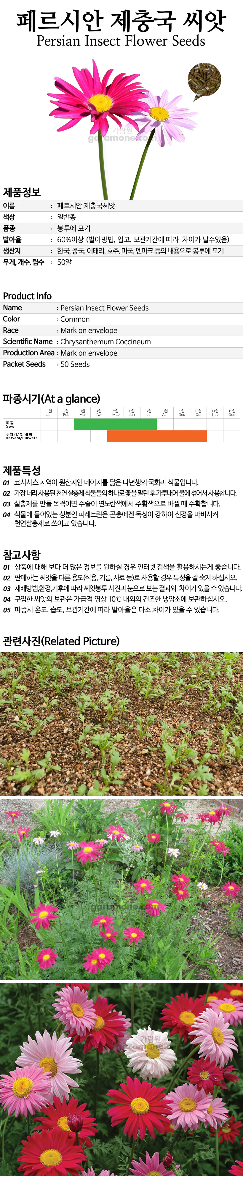 페르시안 제충국 씨앗 제충국씨앗 꽃씨 ( persian insect flower seeds 50알 ) - 도매 가람원