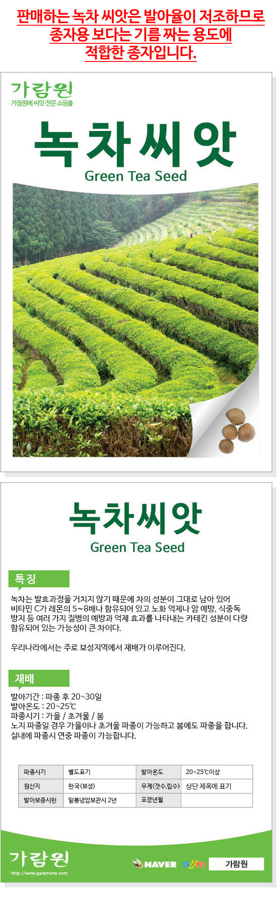 녹차씨앗 녹차 씨앗 green tea seeds 20알씨앗판매 쇼핑몰